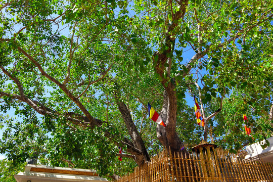 Bodhiya Images – Browse 22 Stock Photos, Vectors, and Video | Adobe Stock