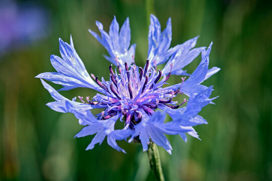 "Syn Bilder – Durchsuchen 4,334 Archivfotos, Vektorgrafiken und Videos ...