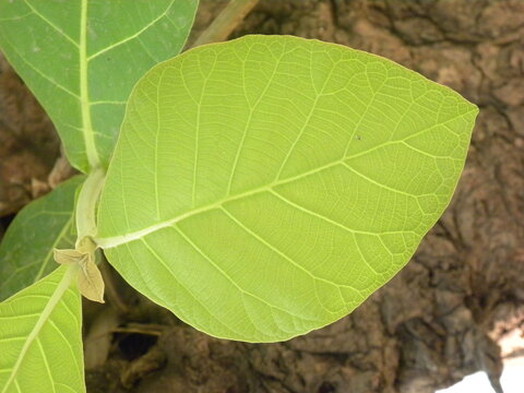 รูปภาพKamani – เลือกดูภาพถ่ายสต็อก เวกเตอร์ และวิดีโอ1,430 | Adobe Stock