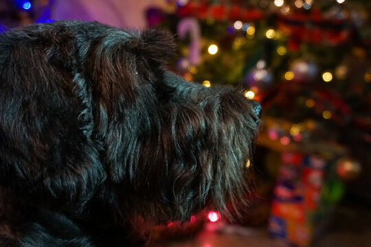 รูปภาพTierno – เลือกดูภาพถ่ายสต็อก เวกเตอร์ และวิดีโอ5,697 | Adobe Stock