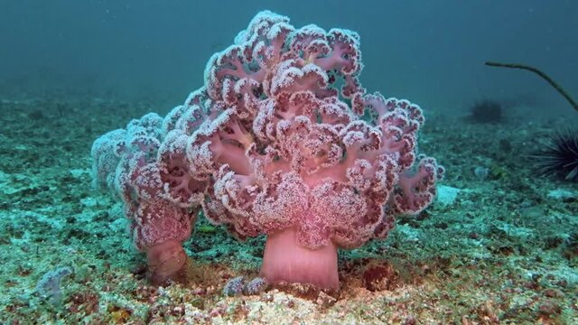 Dendronephthya Images – Browse 578 Stock Photos, Vectors, and Video ...