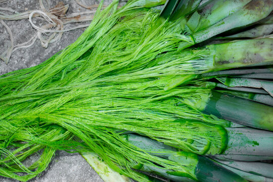 "Jute bilder – Bläddra bland 111,855 stockfoton, vektorer och videor ...