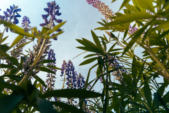 Sweet Lupin Field Images – Browse 391 Stock Photos, Vectors, and Video ...