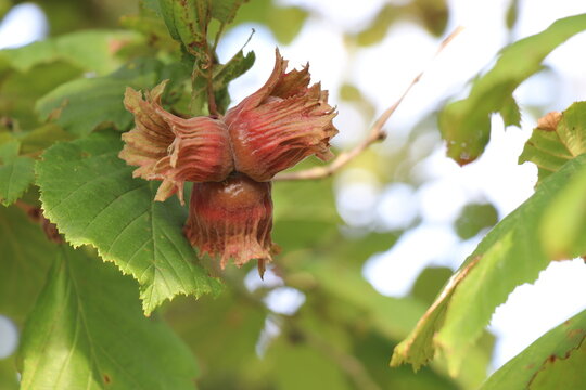 Haselnussblatt bilder – Bläddra bland 106 stockfoton, vektorer och ...