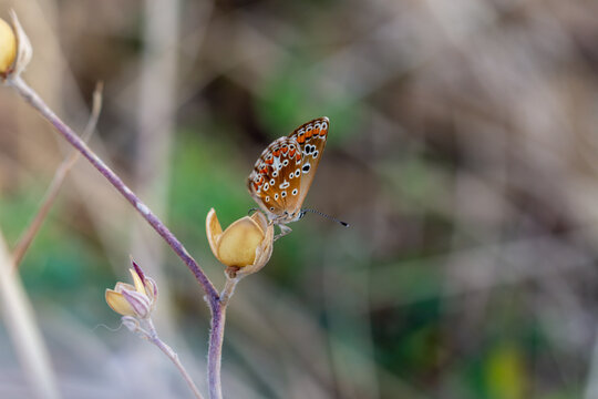 รูปภาพOcelli – เลือกดูภาพถ่ายสต็อก เวกเตอร์ และวิดีโอ4,100 | Adobe Stock