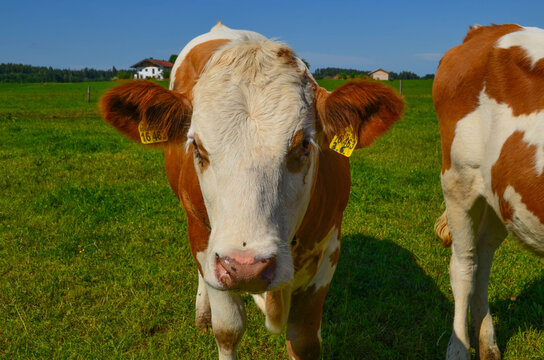 Fleich Bilder – Durchsuchen 522 Archivfotos, Vektorgrafiken und Videos ...