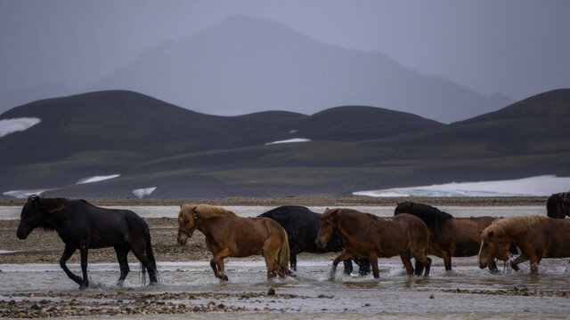 "Beautiful Animal" bilder – Bläddra bland 3,083 stockfoton, vektorer ...