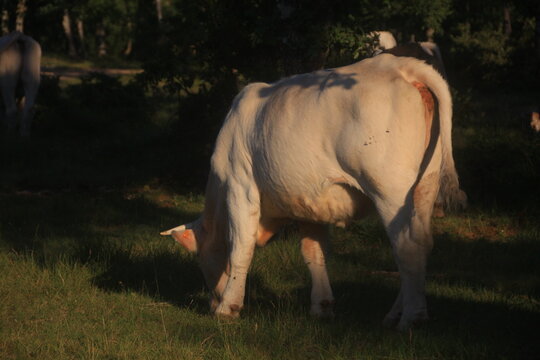 Ruminer Bilder – Durchsuchen 758 Archivfotos, Vektorgrafiken und Videos ...