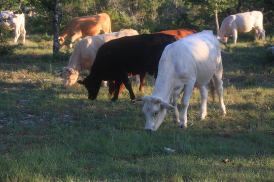 「Ruminer」の画像 - 760 件の Stock 写真、ベクターおよびビデオ | Adobe Stock