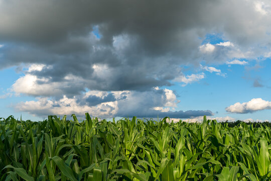 Cumulon-Bilder: Stock-Fotos & -Videos. | Adobe Stock