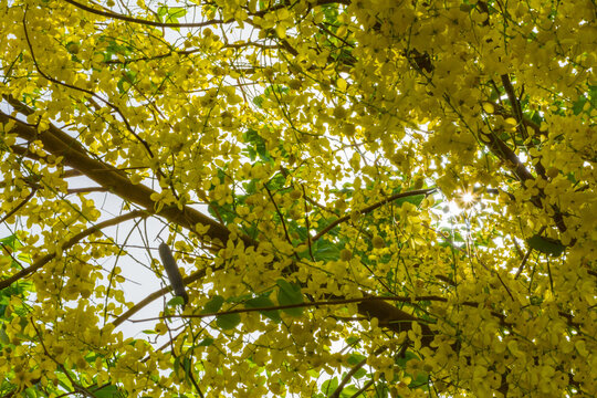 「Konnappoo」の写真素材 | 38件の無料イラスト画像 | Adobe Stock