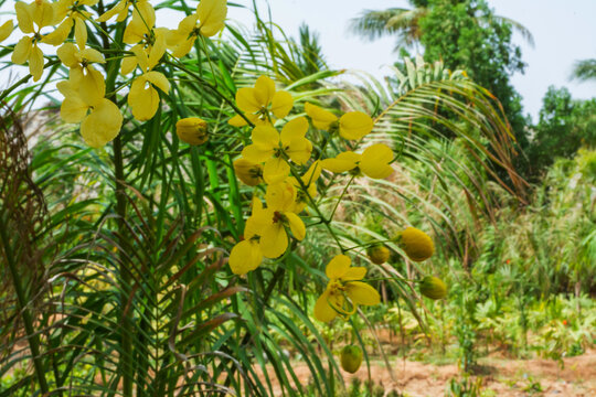 Imágenes de Konnappoo: descubre bancos de fotos, ilustraciones ...