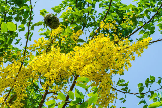 Imágenes de Konnappoo: descubre bancos de fotos, ilustraciones ...