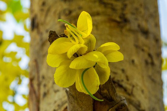 「Konnappoo」の写真素材 | 38件の無料イラスト画像 | Adobe Stock