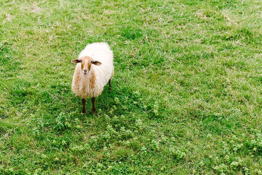 Mecker Bilder – Durchsuchen 3,225 Archivfotos, Vektorgrafiken und ...