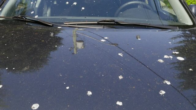 "Bird Poop" Images – Parcourir 254 le catalogue de photos, vecteurs et ...