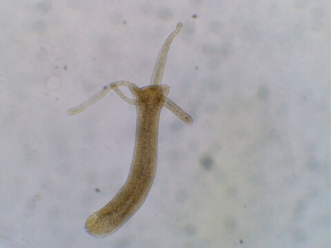 "Hydra Vulgaris" Images – Browse 172 Stock Photos, Vectors, and Video ...