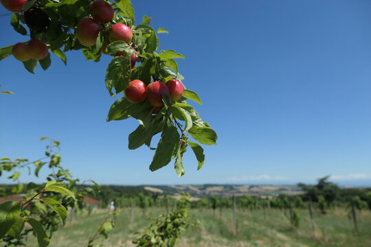 Prunes Rouges Images – Browse 175 Stock Photos, Vectors, and Video ...