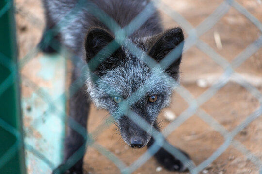 Hurt Zoo Animal Bilder – Durchsuchen 979 Archivfotos, Vektorgrafiken ...