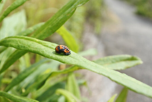 "Seven-Spotted Ladybug" Images – Browse 3,538 Stock Photos, Vectors ...