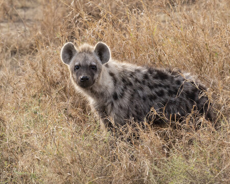 "Spotted Hyena" bilder – Bläddra bland 14,094 stockfoton, vektorer och ...