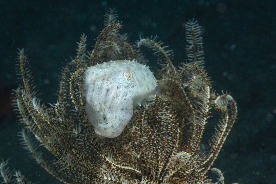 Cefalopode Bilder – Durchsuchen 172 Archivfotos, Vektorgrafiken und ...