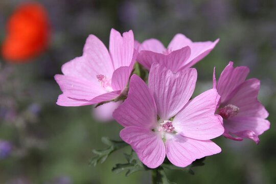 "Malva Moschata" Bilder – Durchsuchen 1,621 Archivfotos, Vektorgrafiken ...