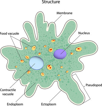 Amoeba Cell Labeled