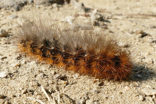 Euarthropoda Images – Parcourir 294 le catalogue de photos, vecteurs et ...