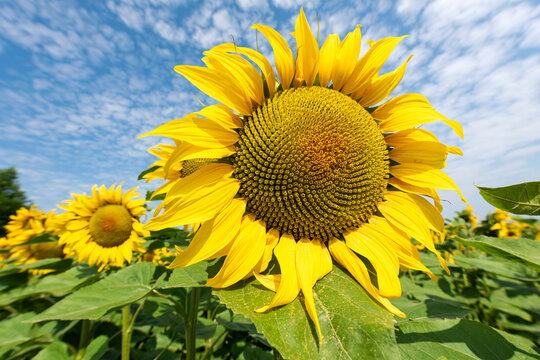 รูปภาพTournesol – เลือกดูภาพถ่ายสต็อก เวกเตอร์ และวิดีโอ11,384 | Adobe ...