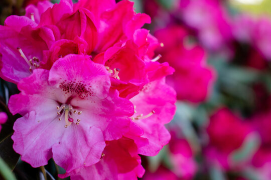"Pink Azalea" Bilder – Durchsuchen 531 Archivfotos, Vektorgrafiken und ...