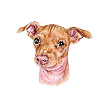 74 BEST Chiweenie IMAGES, STOCK PHOTOS & VECTORS | Adobe Stock