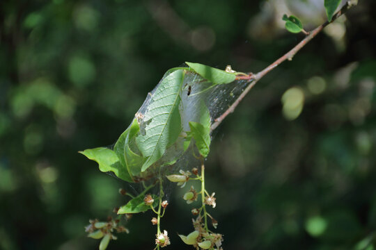 Befall Images – Browse 63,764 Stock Photos, Vectors, and Video | Adobe ...