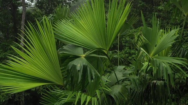 Toquilla Images – Browse 524 Stock Photos, Vectors, and Video | Adobe Stock