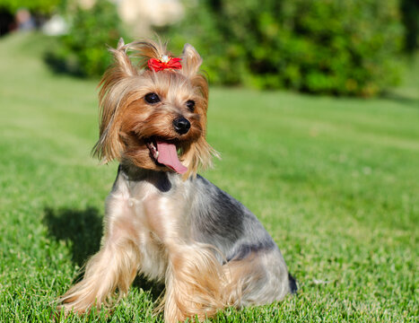 Silverback Yorkshire Terrier