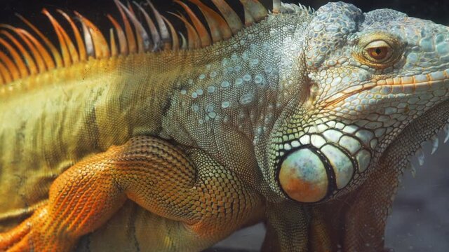 "Giant Iguana" Imagens – Procure 66 fotos, vetores e vídeos | Adobe Stock