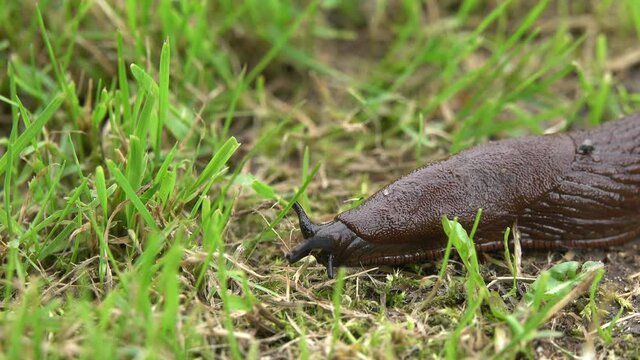 "Large Black Slug" Images – Browse 551 Stock Photos, Vectors, and Video ...