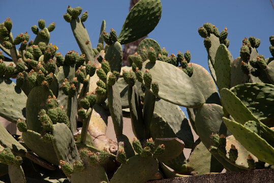 รูปภาพTabacchi – เลือกดูภาพถ่ายสต็อก เวกเตอร์ และวิดีโอ531 | Adobe Stock