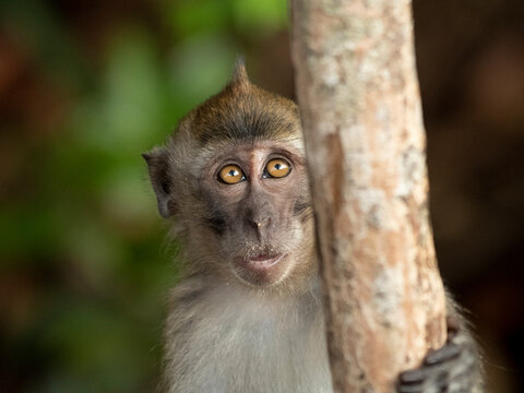 รูปภาพCynomolgus – เลือกดูภาพถ่ายสต็อก เวกเตอร์ และวิดีโอ17,847 | Adobe ...