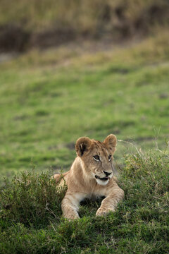 「Lionees」の画像 - 552 件の Stock 写真、ベクターおよびビデオ | Adobe Stock