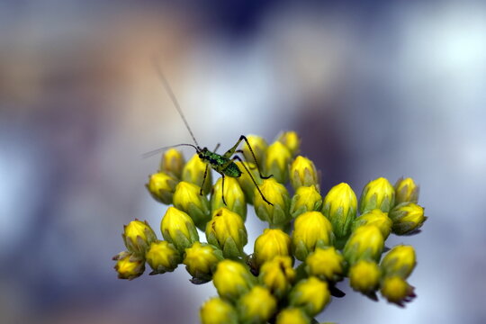Planze Bilder – Durchsuchen 1,577 Archivfotos, Vektorgrafiken und ...