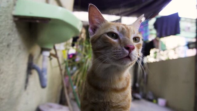 รูปภาพBilli – เลือกดูภาพถ่ายสต็อก เวกเตอร์ และวิดีโอ340 | Adobe Stock