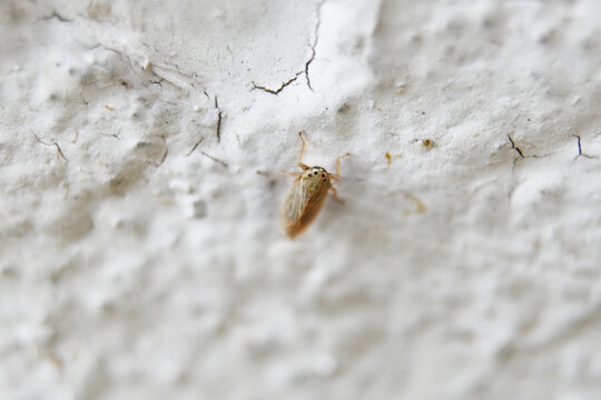 รูปภาพBicho – เลือกดูภาพถ่ายสต็อก เวกเตอร์ และวิดีโอ19,093 | Adobe Stock