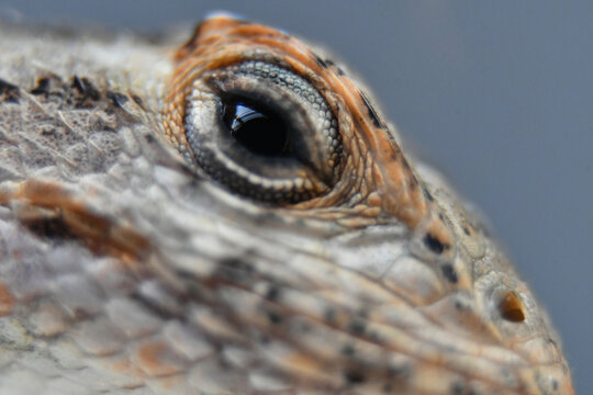 รูปภาพAcrodonta – เลือกดูภาพถ่ายสต็อก เวกเตอร์ และวิดีโอ11,557 | Adobe ...