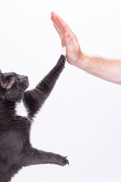 Cat High Five Drawing