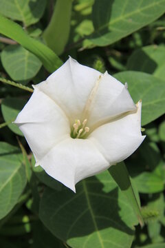 รูปภาพToloache – เลือกดูภาพถ่ายสต็อก เวกเตอร์ และวิดีโอ300 | Adobe Stock