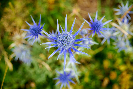 รูปภาพRoya – เลือกดูภาพถ่ายสต็อก เวกเตอร์ และวิดีโอ1,254 | Adobe Stock