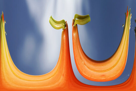 รูปภาพMagnoliopsida – เลือกดูภาพถ่ายสต็อก เวกเตอร์ และวิดีโอ7,914 ...