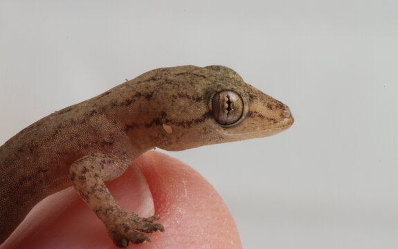 "Asian House Gecko" Images – Browse 933 Stock Photos, Vectors, and ...