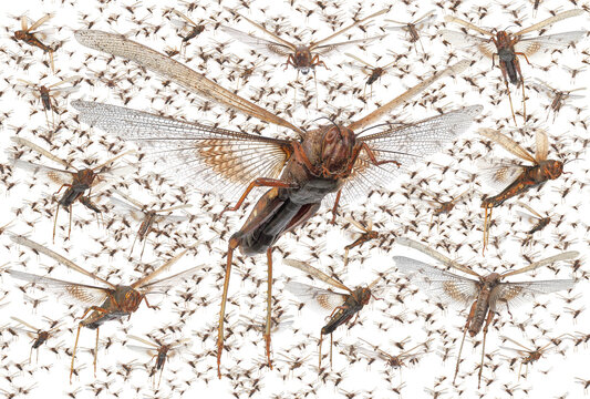 Pest Control Background Images – Browse 715 Stock Photos, Vectors, and ...